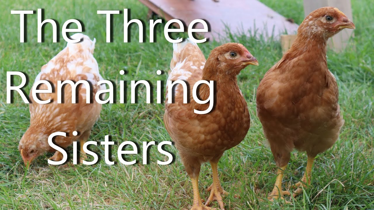 The Three Remaining Sisters - YouTube