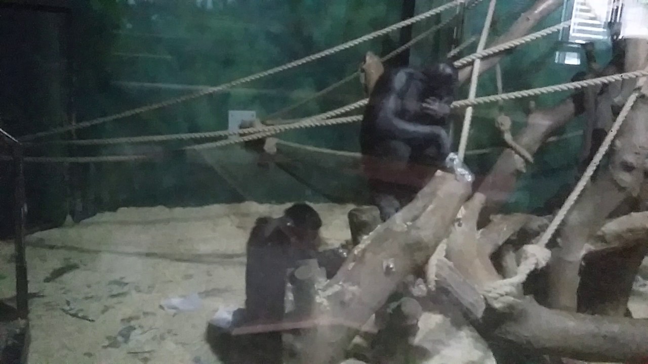 Chimp getting out food from plastic bottles at the Welsh Mountain t ...