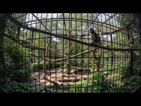 Monkey Sound Effect | Animal Sounds
