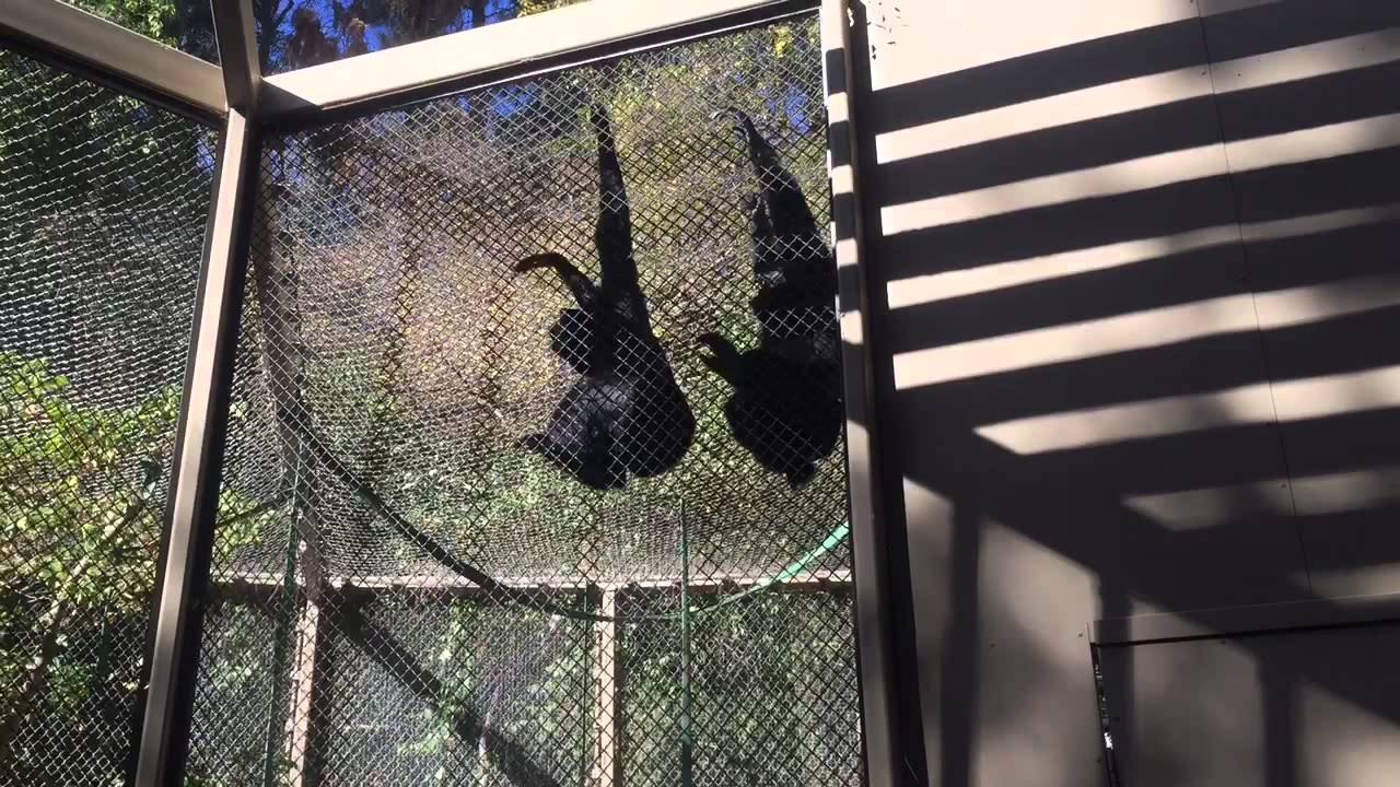 LA Zoo Siamang- ape monkey primate - YouTube