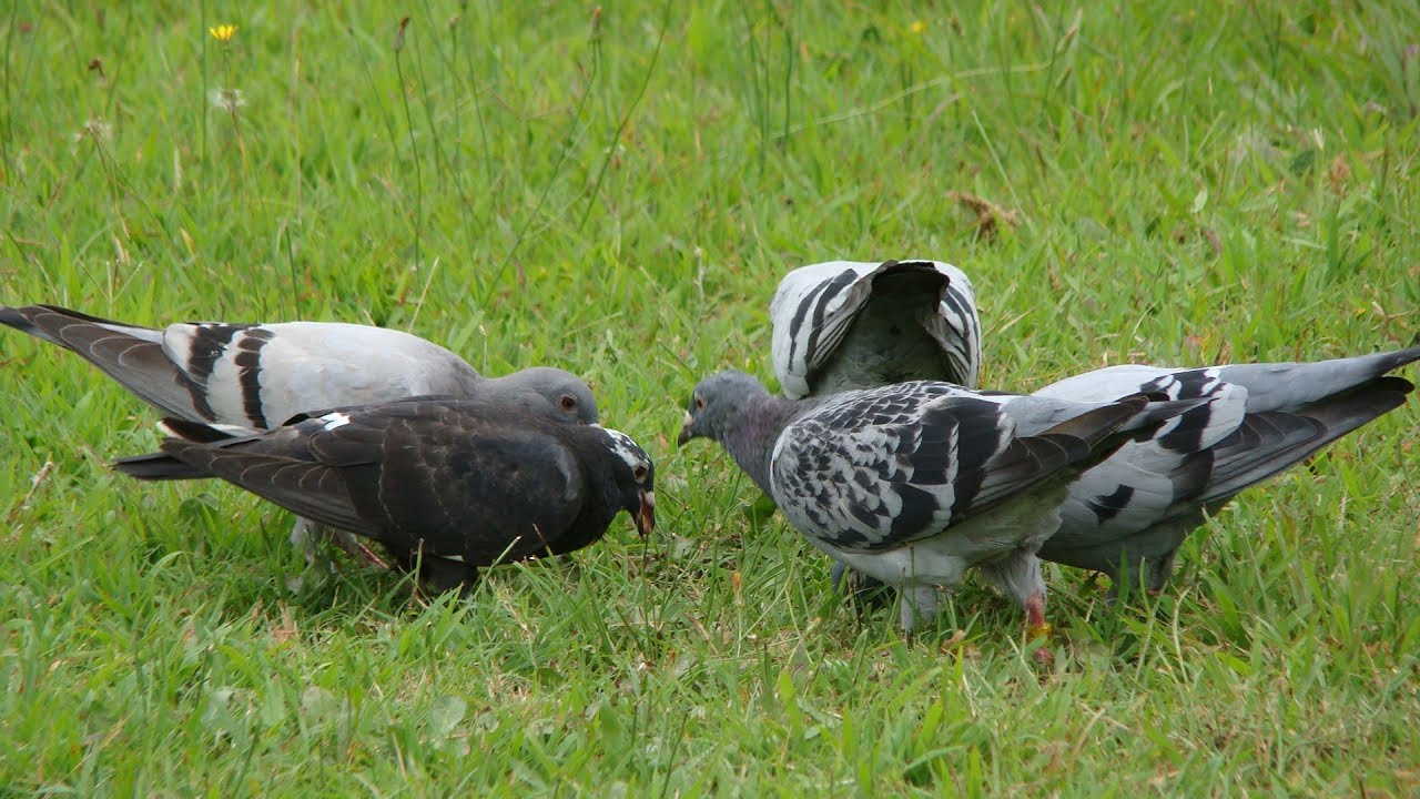 Lost Pigeon Found - YouTube