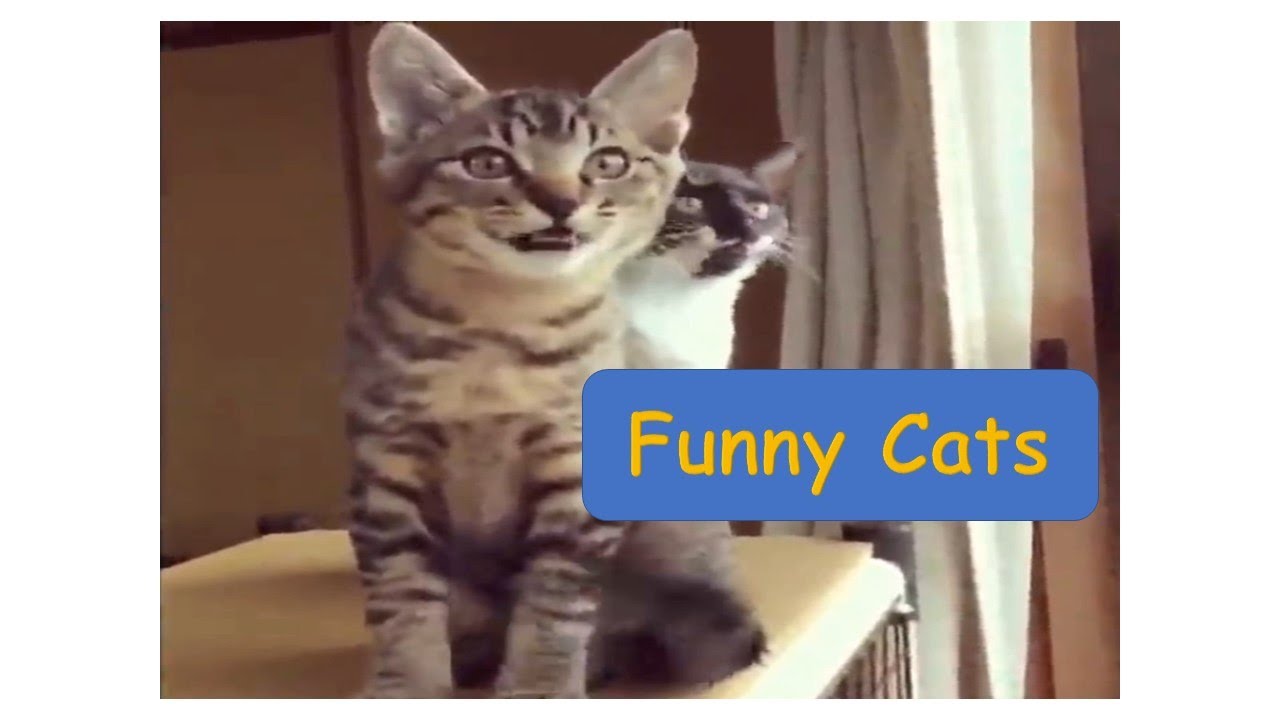 kucing super lucu | super funny cats - YouTube