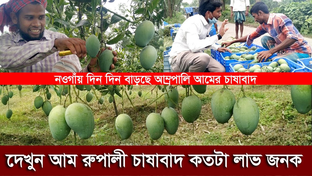 দেখুন আম রুপালী আম চাষাবাদ কতটা লাভজনক|| আম্রপালি আম|| Am Rupali mango ...