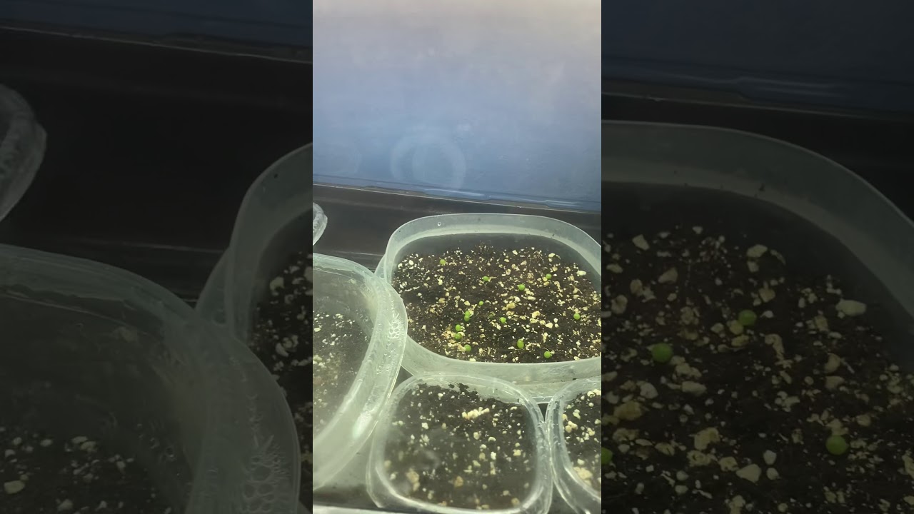 How to grow peyote from seeds! - YouTube