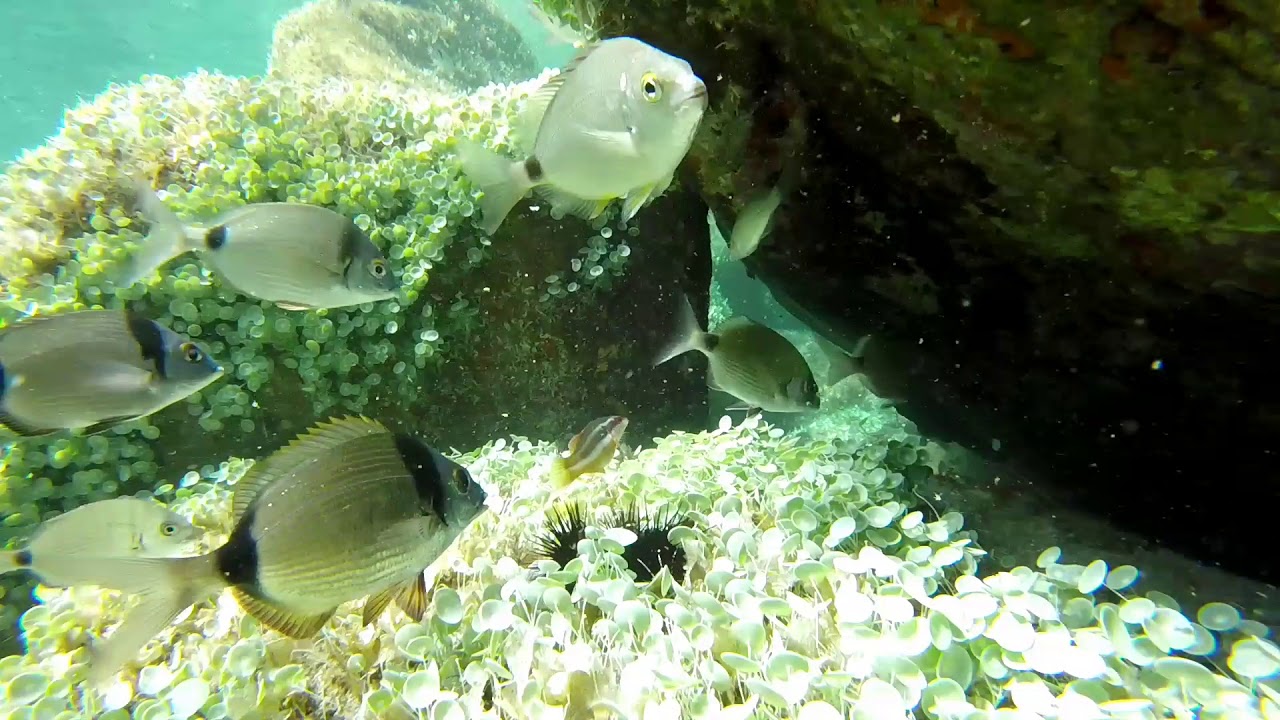 Fondale marino stupendo in sardegna - YouTube