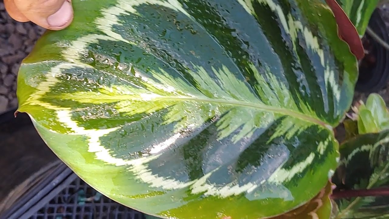 2024-01-19 [Fr] Kalatia Zebra Plant - YouTube