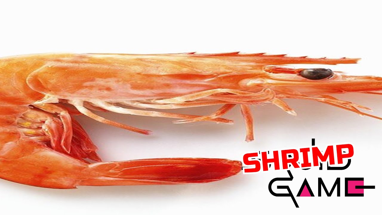 mildly unhinged shrimp game gameplay w/@esclipedaily8714 - YouTube