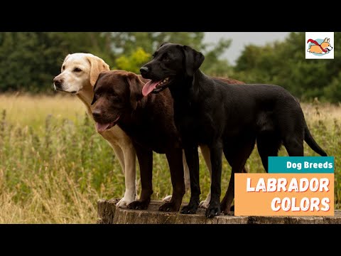 Which Color Labrador Retriever Is Most Popular