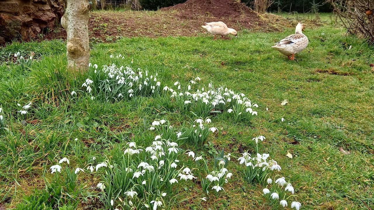 Snowdrops & ducks - YouTube