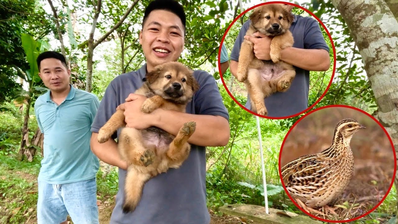 Bắt Được Thêm 2 Chú Chim Cút Về Ghép Đàn Và Nhận Nuôi Chú Chó Xù Siêu ...