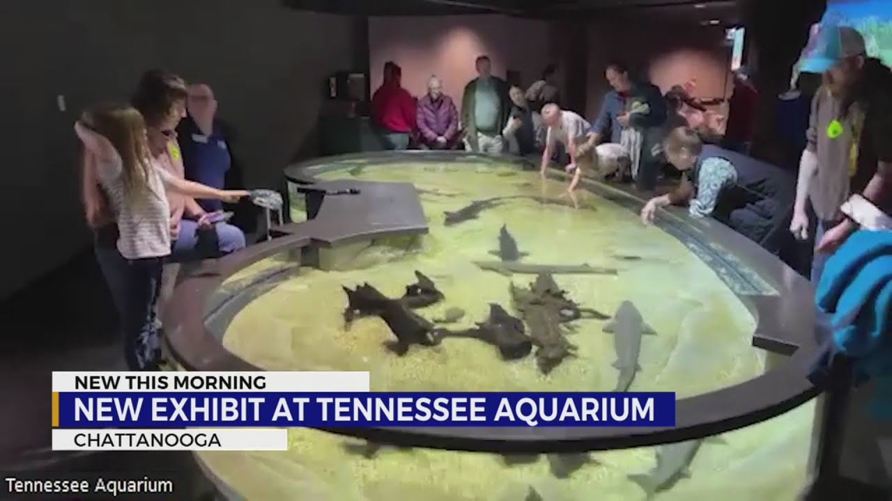 Chattanooga Aquarium Tennessee Aquarium Ocean Journey By Chermayeff