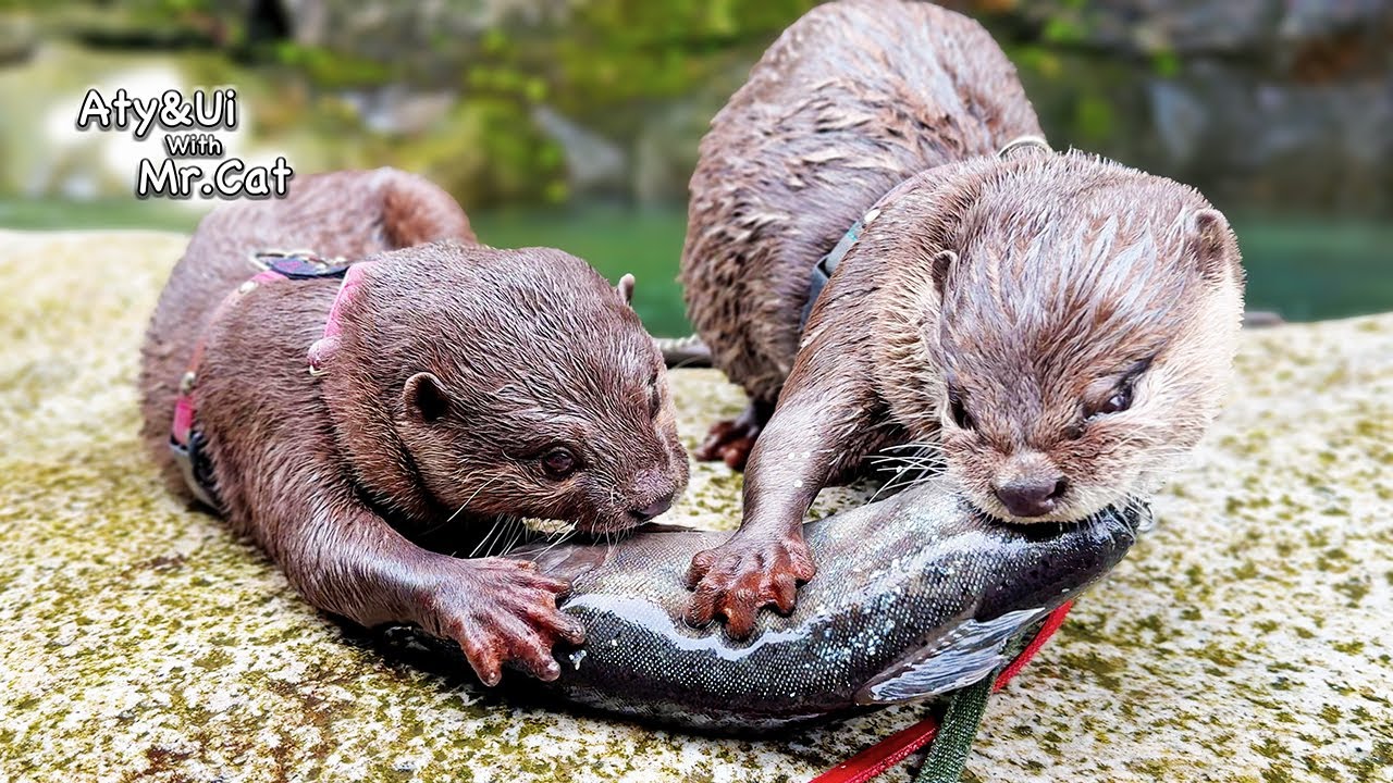 A Mischievous Otter Tries To Keep an Oversized Fish All to Himself [Otter Life Day 919] - YouTube