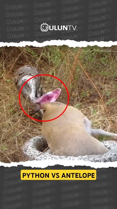 A python impaled by an antelope's horn #wildlife #wildtv #uluntv # ...