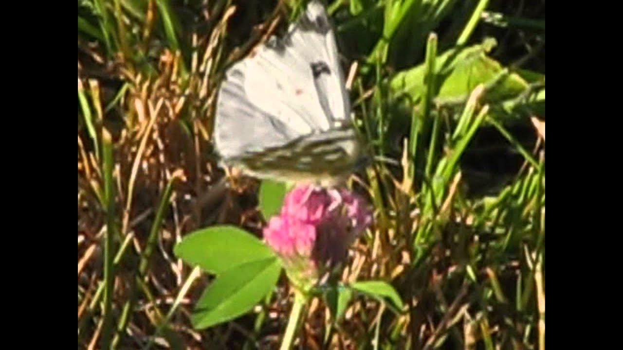 Un fluturas pe o floare - YouTube