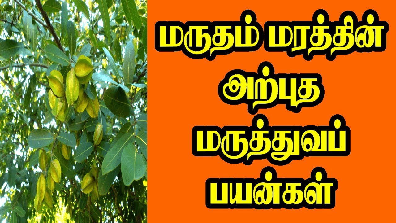 MEDICINAL BENEFITS OF MARUTHAM TREE | மருதம் மரத்தின் அற்புத மருத்துவப் ...