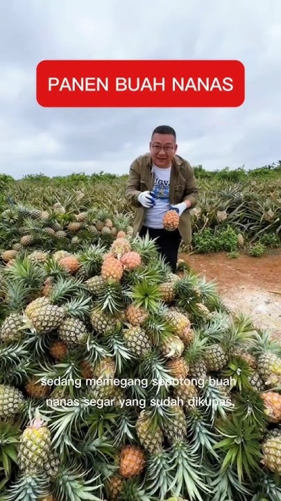 Panen Buah Nanas. - YouTube