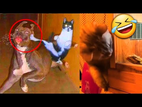 The biggest OOPS moments on the internet😹[Animal Edition] #funny #fails #cute - YouTube