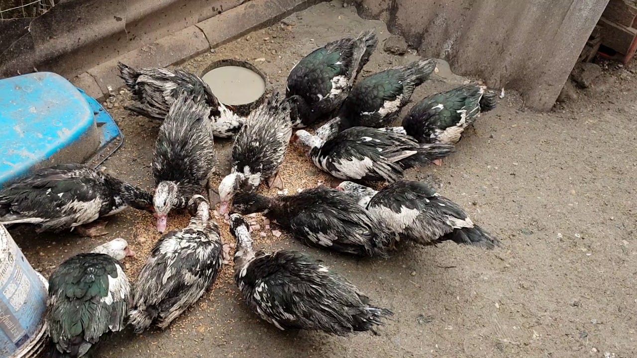 Ratele mute in 31 Dec. FGB EP. 69 - YouTube