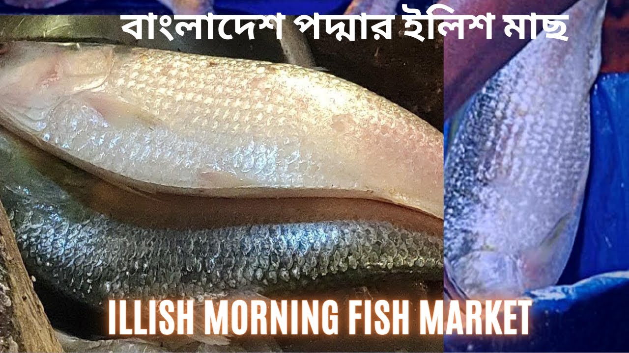 Morning Fish Market | বাংলাদেশ পদ্মার ইলিশ মাছ | Illish Fish ...
