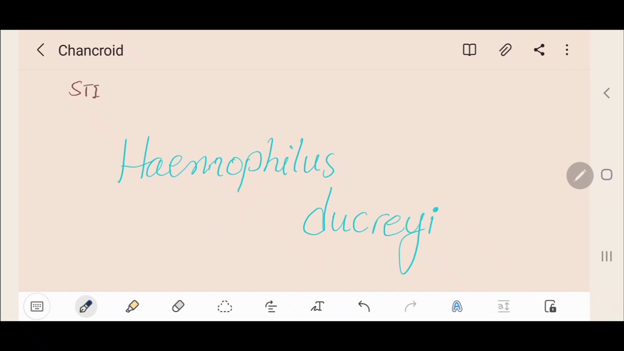 Chancroid (Definition, Cause, Clinical Presentation, Diagnosis ...