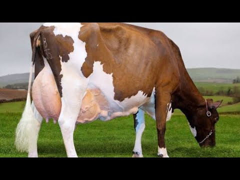 how to identify a real Red dane cow/Red Dane cow ki pahchan #animals # ...