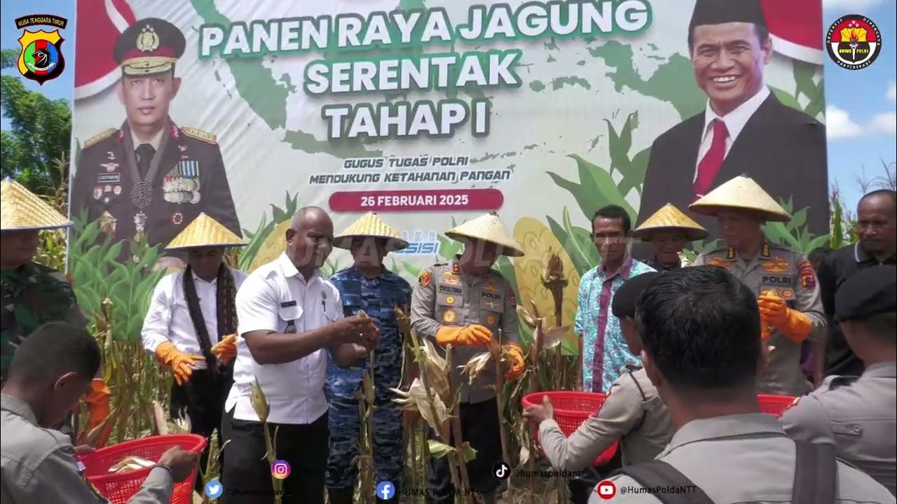 Polda NTT Panen Jagung Serentak Tahap I, Dukung Swasembada Pangan 2025 - YouTube