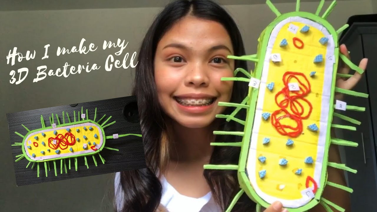 Making a 3D model of a Bacteria Cell — Muego, Laica Noreen - YouTube