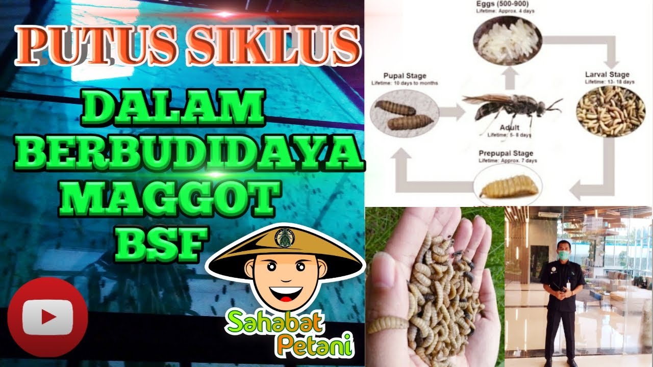 PUTUS SIKLUS DALAM BUDIDAYA MAGGOT BSF - YouTube