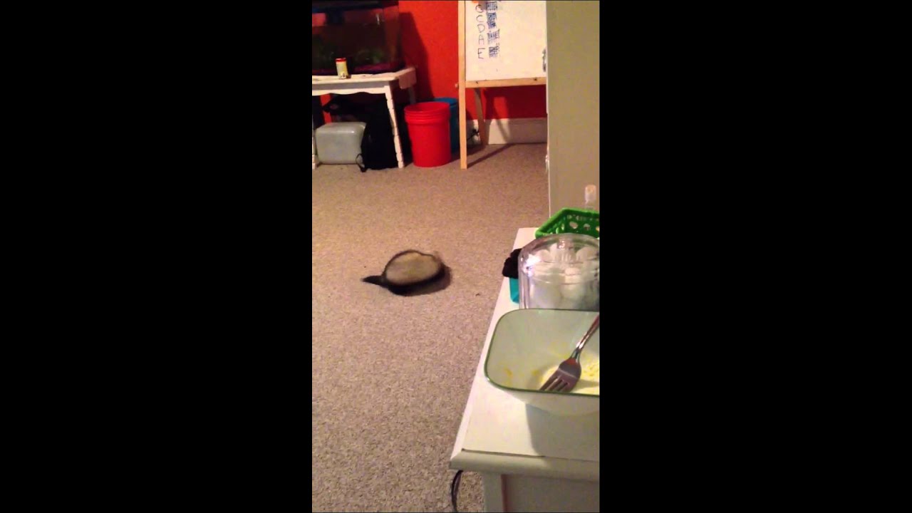 Weasel war dance. -3 - YouTube