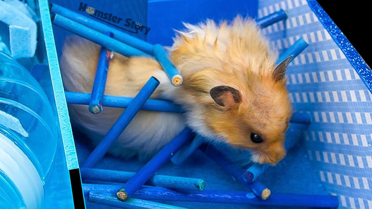 Hamster Story 🐹Hamster escapes the awesome maze for Pets in real life 🐹 ...