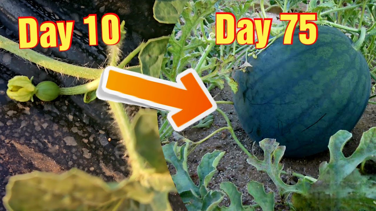 Ljetna Sadnja Lubenice sorte Sugar Baby , očekivana berba u Oktobru ...