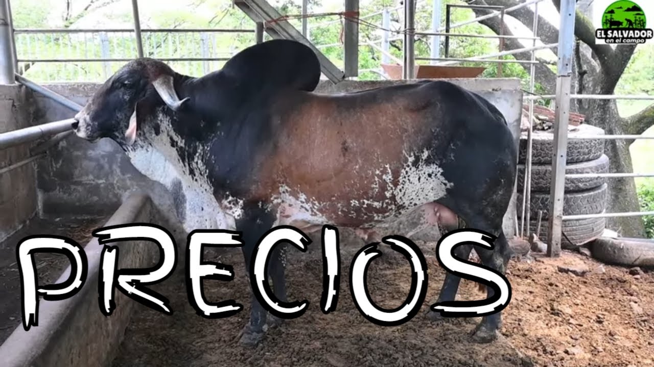 Gyr Holstein Brahman Precios incluidos en Ganaderia GS-El Salvador en ...