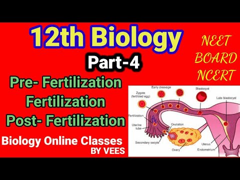 Events Of Fertilization Pre-fertilization fertilization post ...