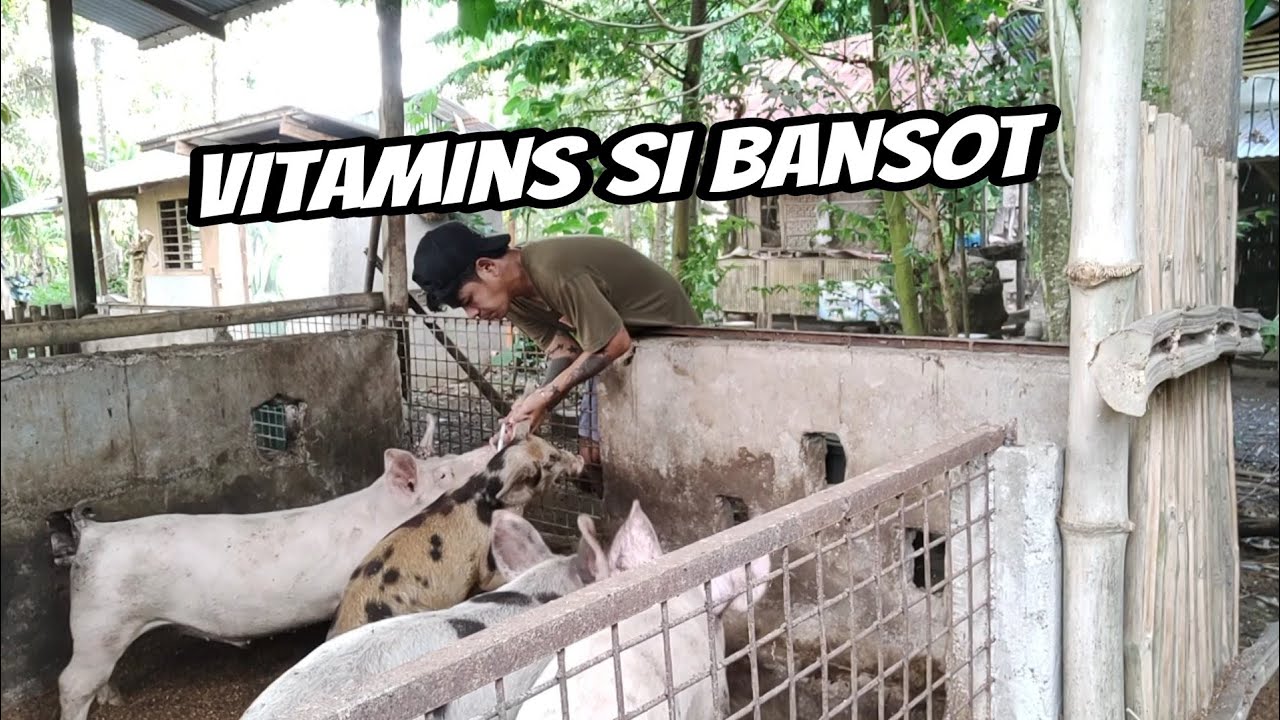 Vitamins Natin Si Bansot - Pag Aalaga Ng Baboy | Salamat Sa Mga Order ...