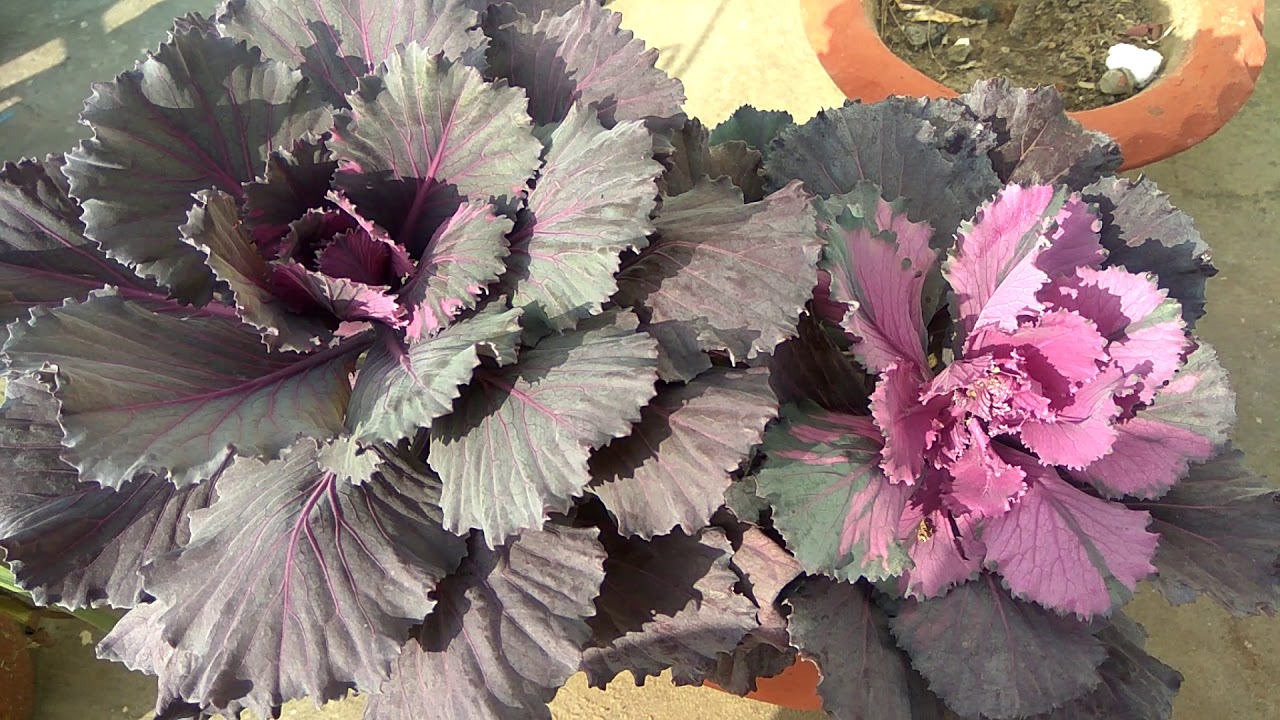 Aapki Surroundings, Go Green! (Magic Flower Kel). - YouTube