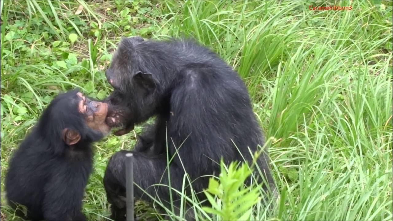 Baby chimp Fubuki takes a sip of water at Tama Zoo - YouTube
