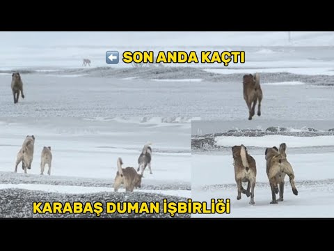 ÖNCE KURT SONRA KÖPEKLER..! DUMAN VE KARABAŞLA KURT OPERASYONU. KURT SON ANDA KAÇTI.