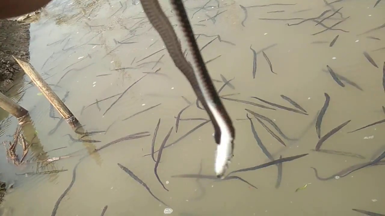Fenomena munculnya Ribuan Cacing Laut saat air pasang di Pantai ...