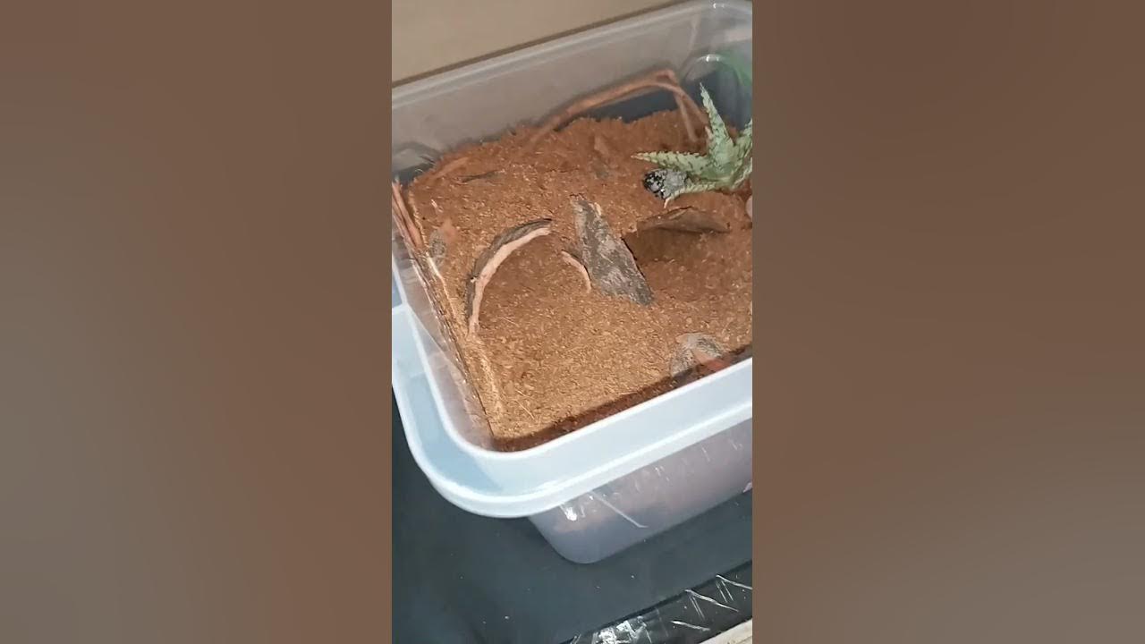 Tarantula unboxing on Halloween!! - YouTube