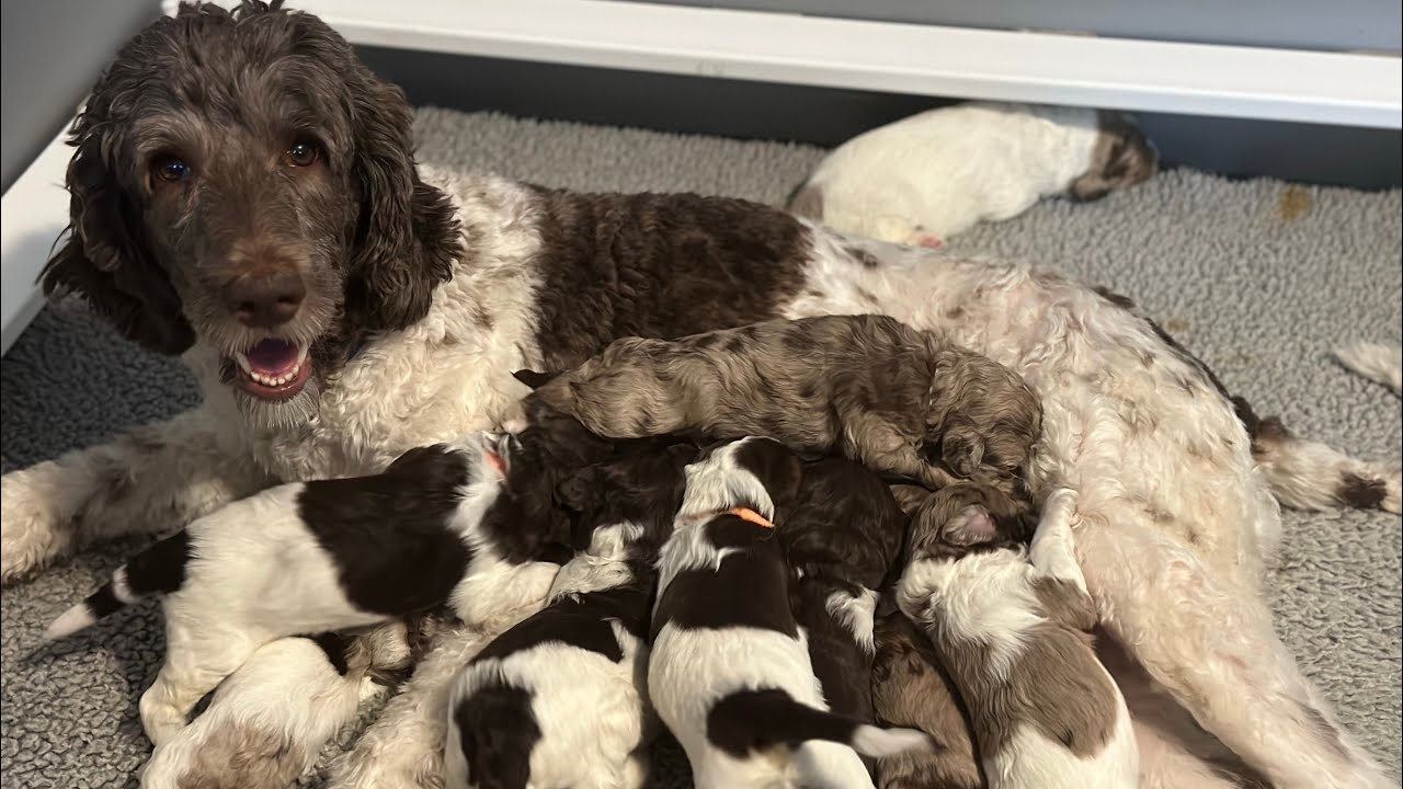Millie’s Old English Goldendoodles #sheepadoodle #doodle #puppy # ...