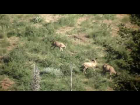 Large Velvet Two Point Mule Deer Digiscope Video - YouTube