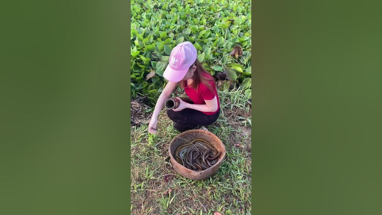 Amazing Eel Trapping Skills To Catch Giant Eel Fish - YouTube