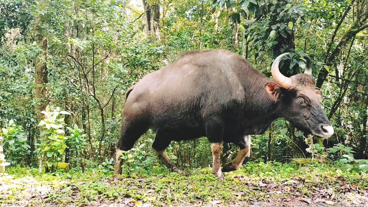 WILD BISON...MUNNAR...VATTAVADA... KERALA FOREST... - YouTube