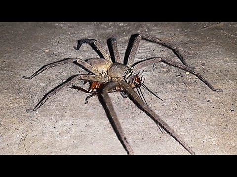 Hunting And Catching A Big Night Spider Carrying A Cockroach - YouTube