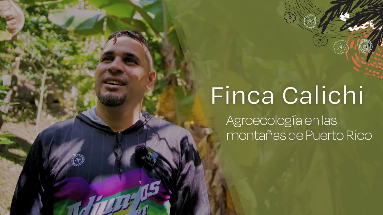 Finca Calichi: Agroecology in Puerto Rico's Mountain Forests - YouTube