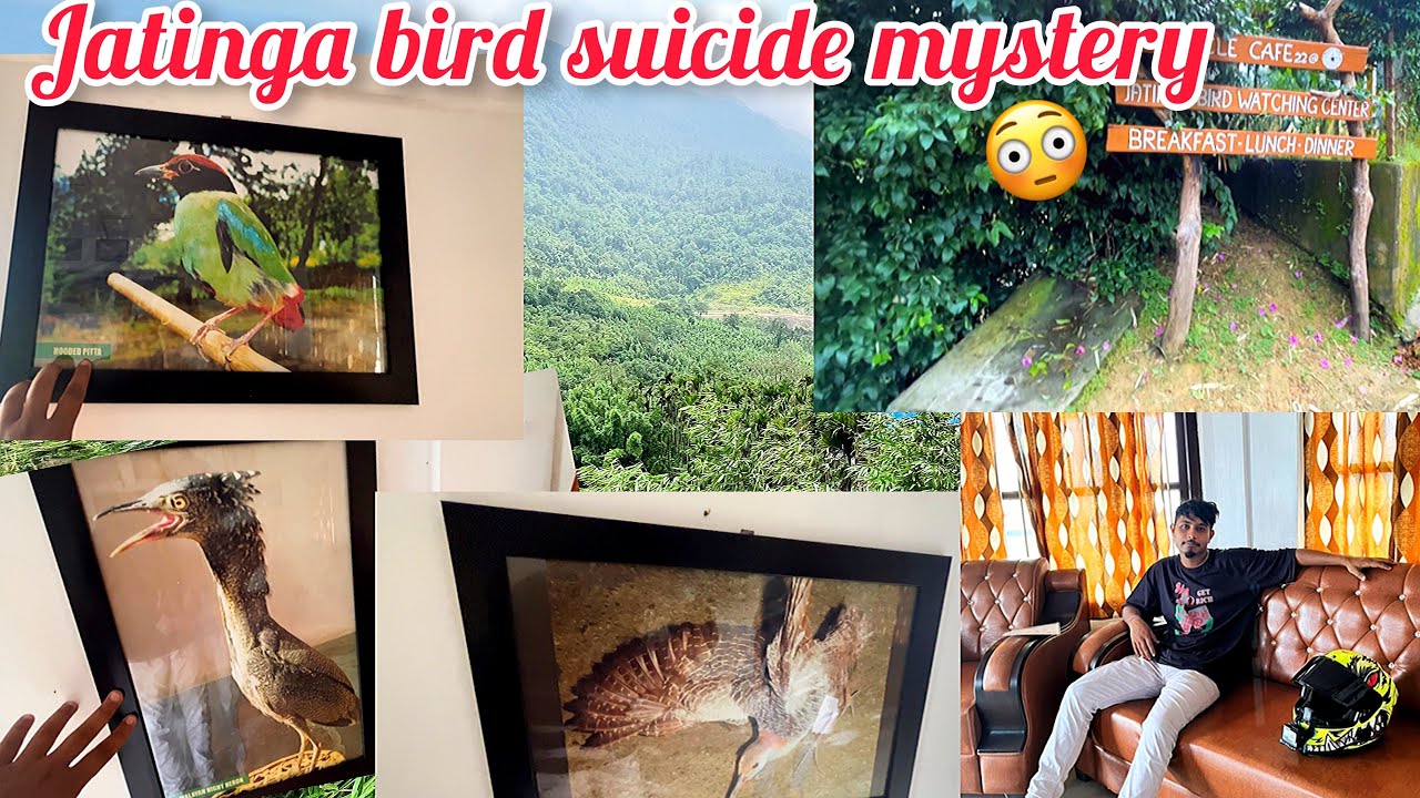 Jatinga-Bird watching centre |bird suicide mystery|😧 #jatinga #assam # ...