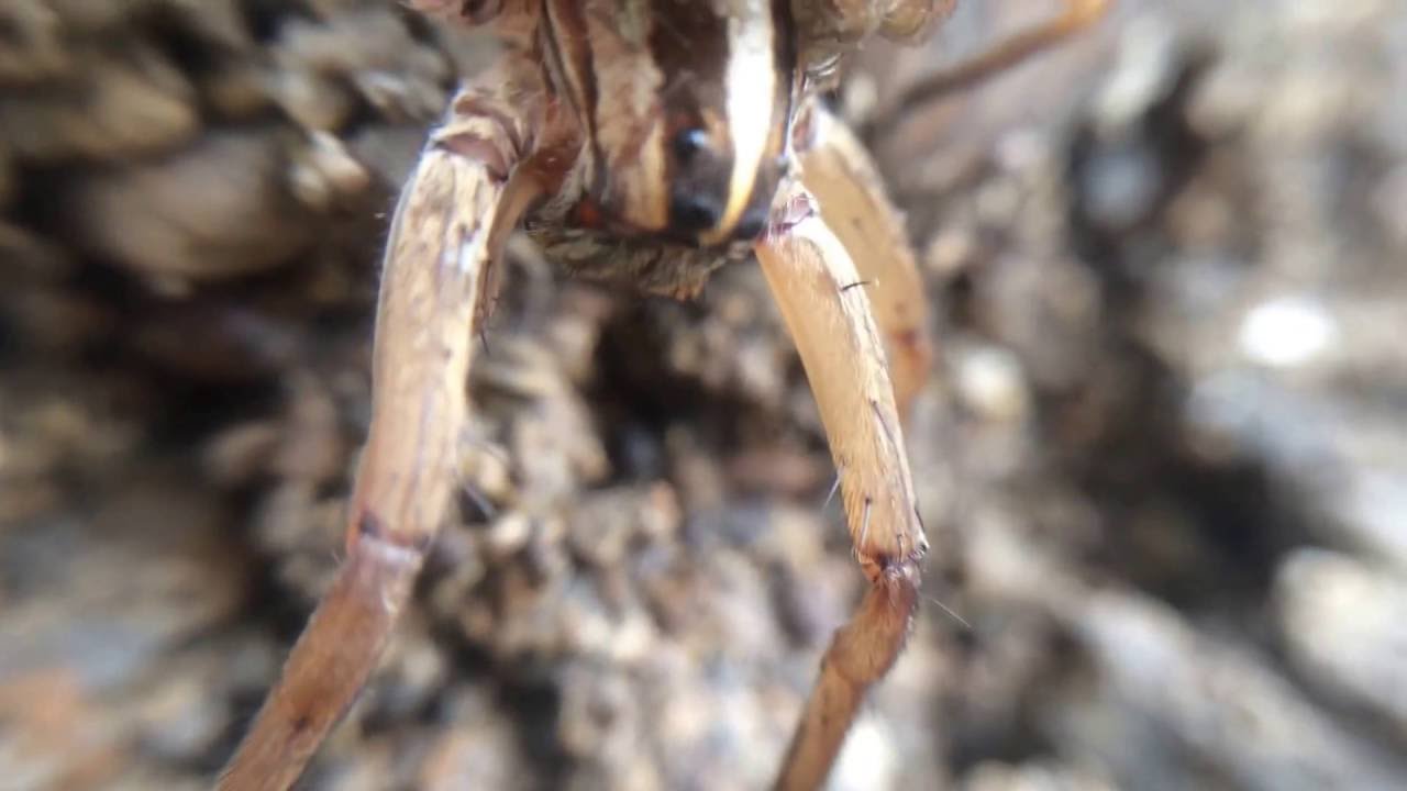 Halloween Visitors: Texas Rabid Wolf Spider with Babies!!! - YouTube