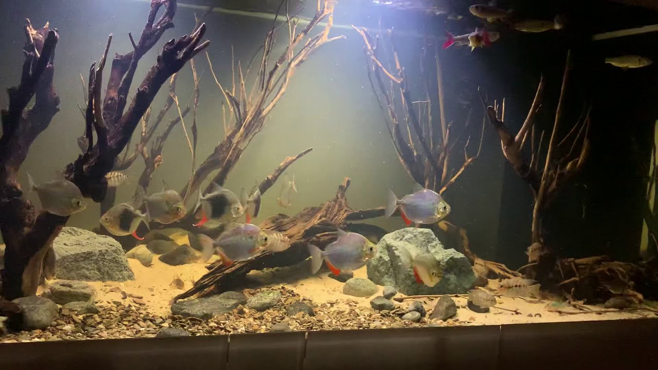 1. Update: 1600 l Schwarzwasser Amazonas Aquarium // Blackwater ...