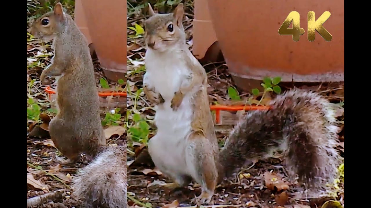 Squirrel TV | TV for Cats and Dogs | ActionCam footage of Birds and Squirrels - YouTube