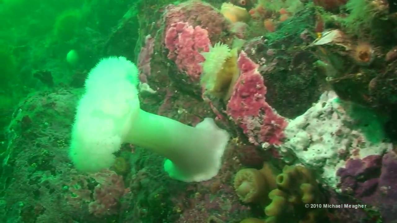 Diving Deception Pass - YouTube